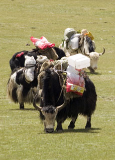 Yak Images | Tibet images | China images