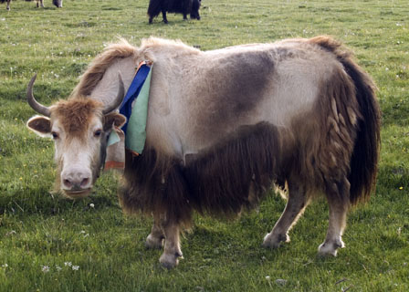 Yak Images | Tibet images | China images